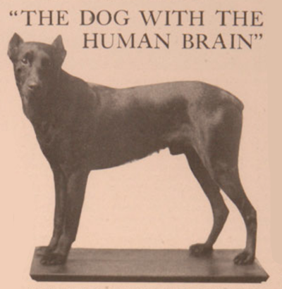 The Dog with the Human Brain, But Which Breed?