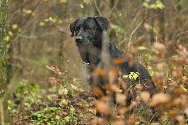 The Raven Dog