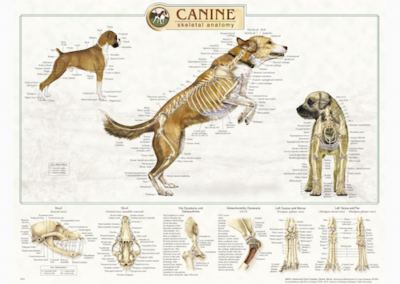 Know Your Dog Inside and Out