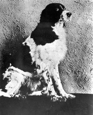 A Wondrous Llewellin Setter