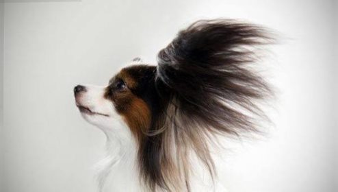 Those Marvelous Papillon Ears