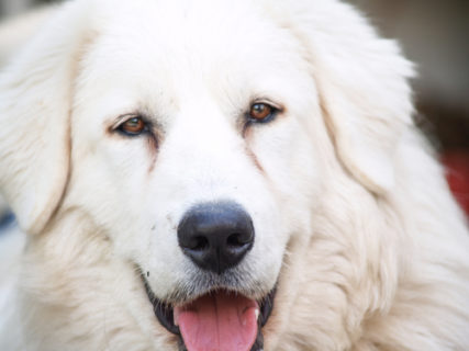 An Ancient Sheepdog Faces a 21st Century Threat: What Happens?