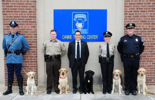 What These Particular Labrador Retrievers Can Do!