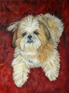 Why "Rui Shi" became Shih Tzu