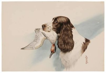 Once Known as the Norfolk Spaniel. Or Was it the Shropshire Spaniel?