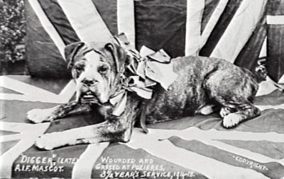 Breed of the First Dog Signed into the Marine Corp?