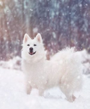 Meet the Danish Spitz