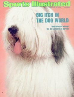 An Old English Sheepdog's "Firsts"