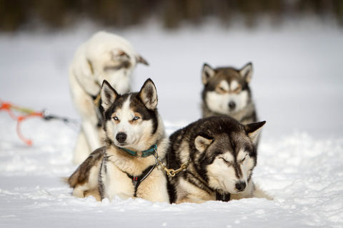 The Last Laugh Goes to the "Siberian Rats"