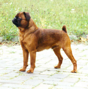 The Breed Named After the Belgian National Anthem
