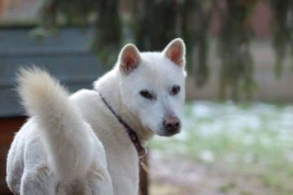 A Snippet of Kishu Ken History