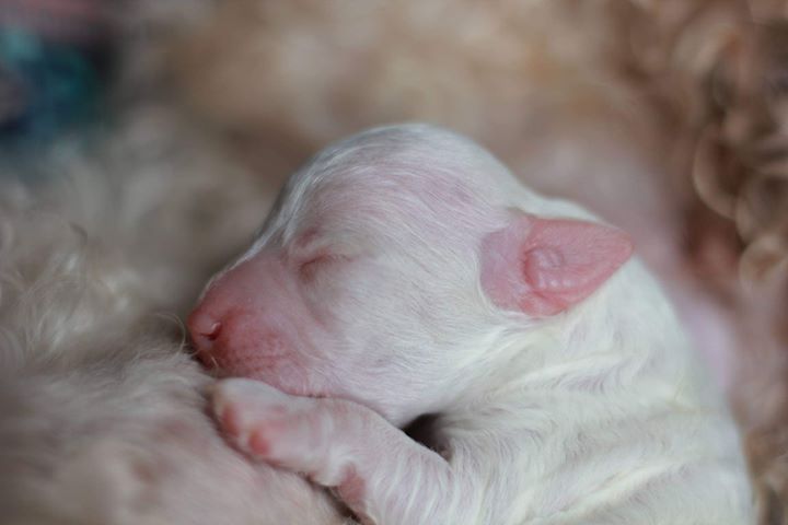 pup 2 - National Purebred Dog Day®