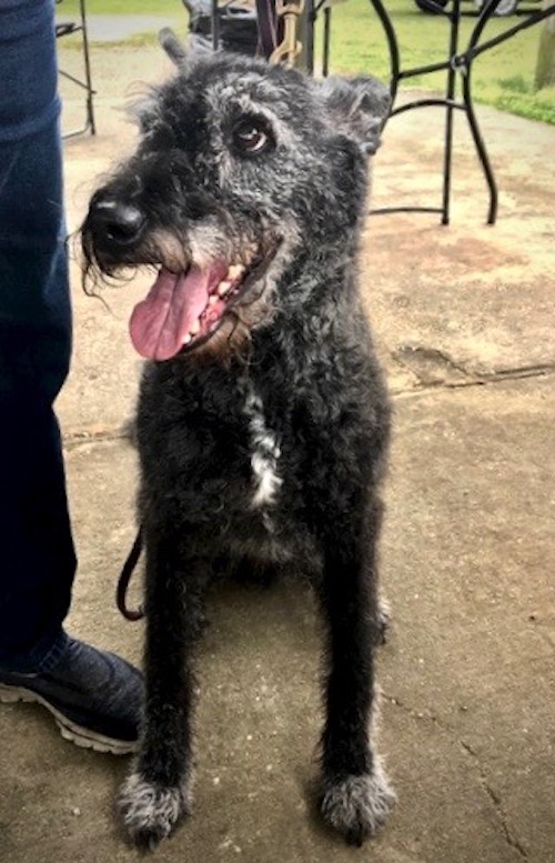 A Dutchman in Belgian Territory