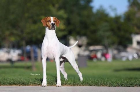 The Cadillac of Bird Dogs