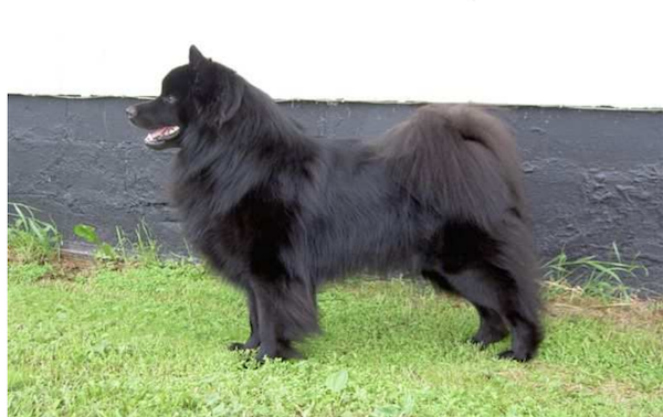 The Oldest of the Native Swedish Breeds