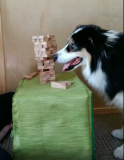 Jenga, and the Aussie Who Plays It