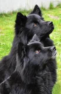 The Oldest of the Native Swedish Breeds