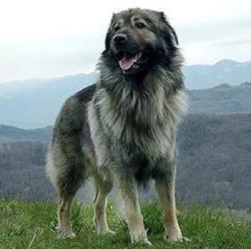 Meet the Karst Shepherd