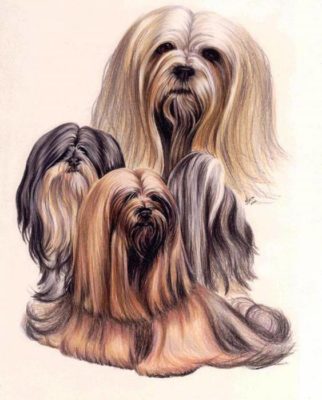 The Lhasa "Terrier"