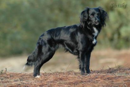 The Dutch Tulip Hound