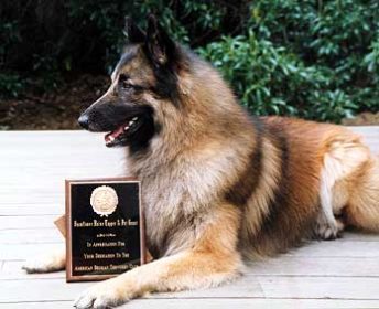 The First FEMA Dog at the Murrah Building