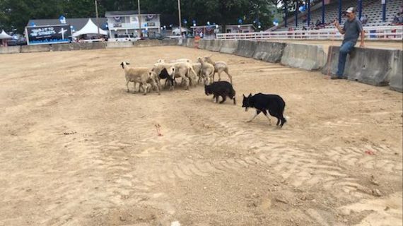 Behold: Well Trained Border Collies Hard Wired For the Work