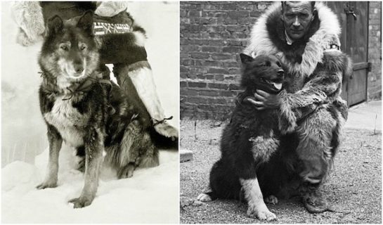 The Incredible Siberian Husky