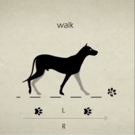 Dog Gaits: A Visual Video
