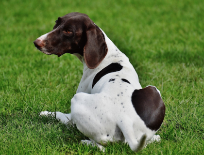 Scandinavia's Only Pointer