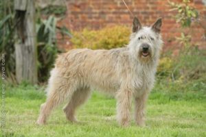 The *Other* Bouvier