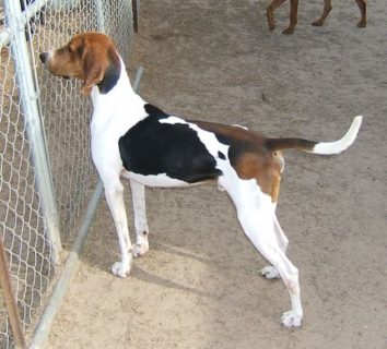 All about coonhounds – The Family Coonhound