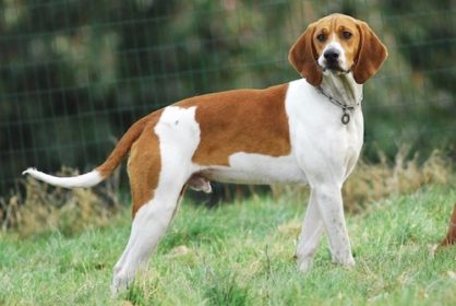 The Smallest of the Anglo-French Hounds