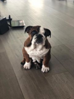A Movie Star's Bulldog