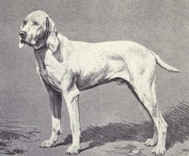 The Largest of the French Pointers
