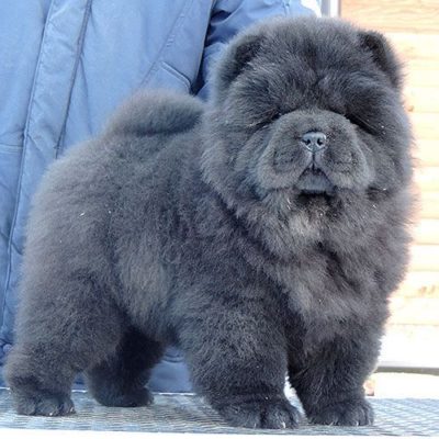 The Esteemed Blue Chow Chow
