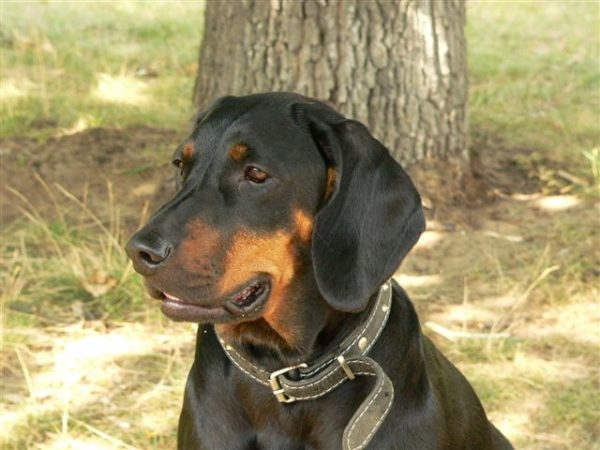 One of Poland's Five National Breeds