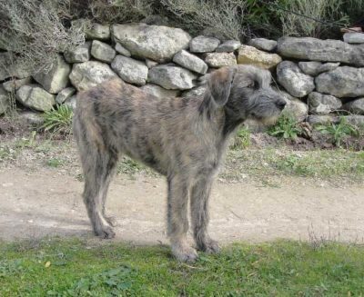 Sardinia's Only Dog Breed?