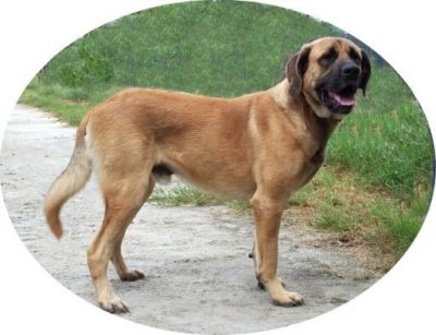 The Country of Draft Dogs Own Dog