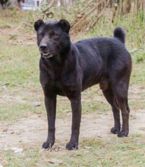 The Dog that Evolved from the Asiatic Black Bear**