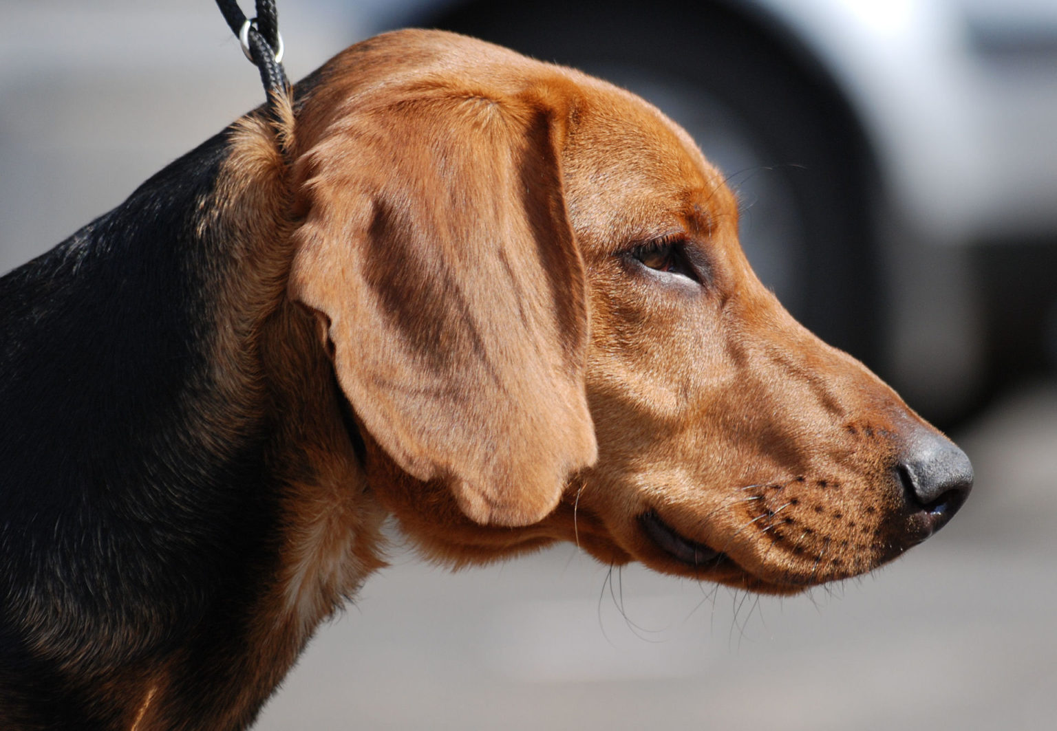 Scandinavia's Fastest Hound