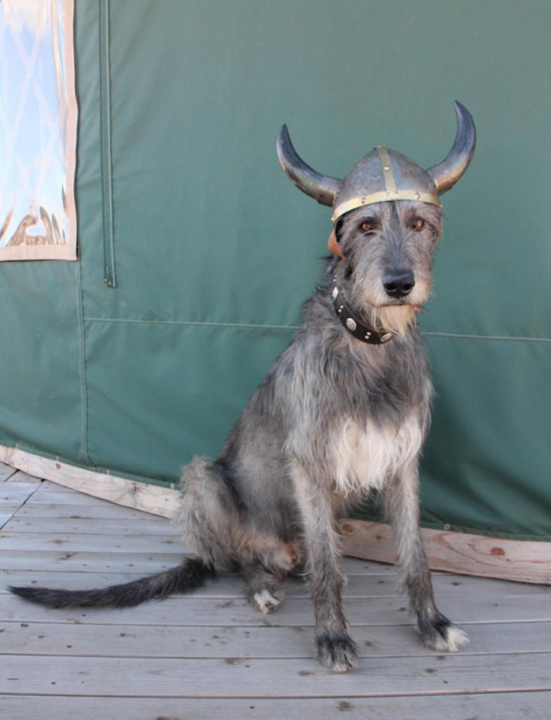 The Viking Irish Wolfhound