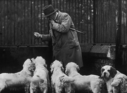 The "Aristocrat of the Spaniels"