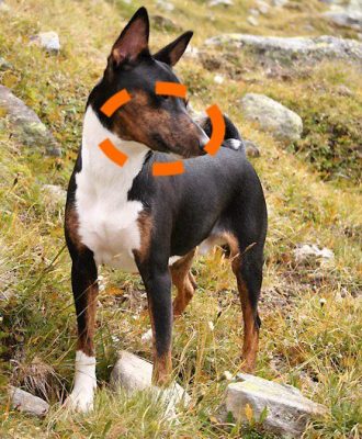 The Tri-Color Basenji