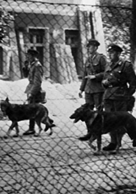 The "DDR German Shepherd"