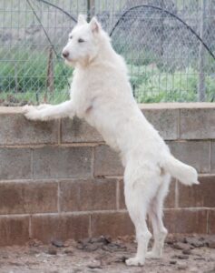 Spain's Newest Hunting Breed