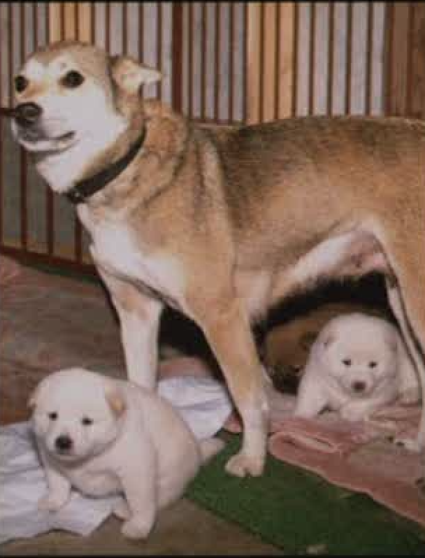 Mari and Her Three Shiba Inu Pups