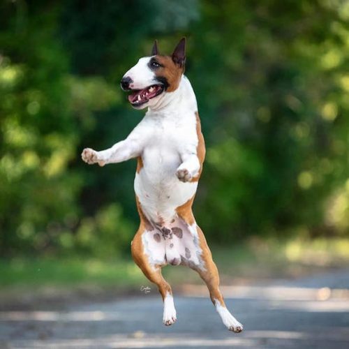 Mini Bulls, WoooHooo