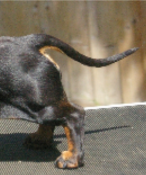 The Pump Handle Tail