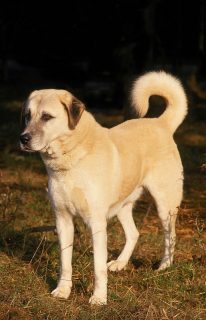 Heart (And Tail) Like a Wheel