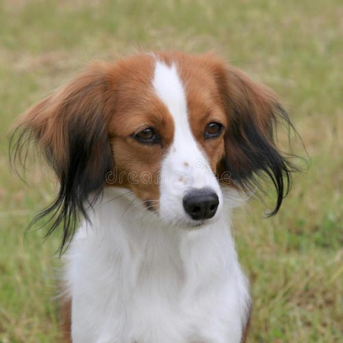 A Kooiker Urban Legend